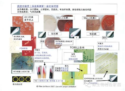 卫生部规范化操作—微生物检验流程图微生物检验社区小桔灯网体外诊断新媒体 Iivdnet