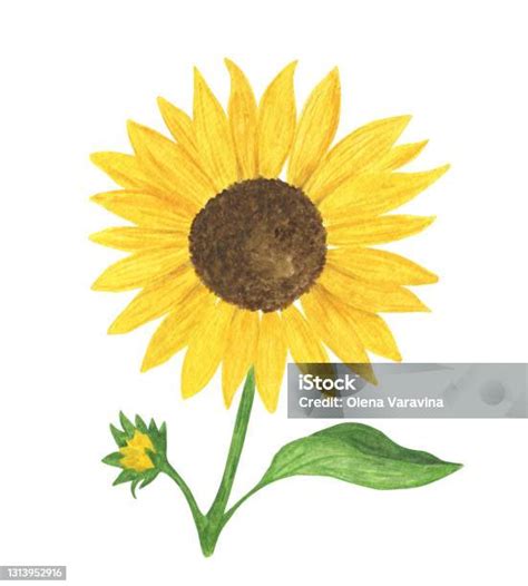 노란 해바라기 수채화 손 그린 꽃 삽화 여름 필드 농업 식물 줄기와 잎꽃 인사말 카드 결혼 초대장 휴일 디자인 패턴 해바라기에 대한 스톡 벡터 아트 및 기타 이미지 Istock