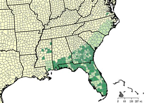 Frog Blog Southern Chorus Frogpseudacris Nigrita