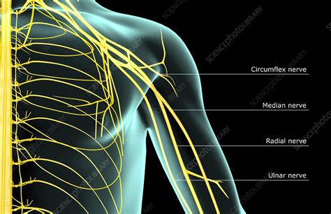 Nerve Innervation Of Shoulder Muscles Yovz
