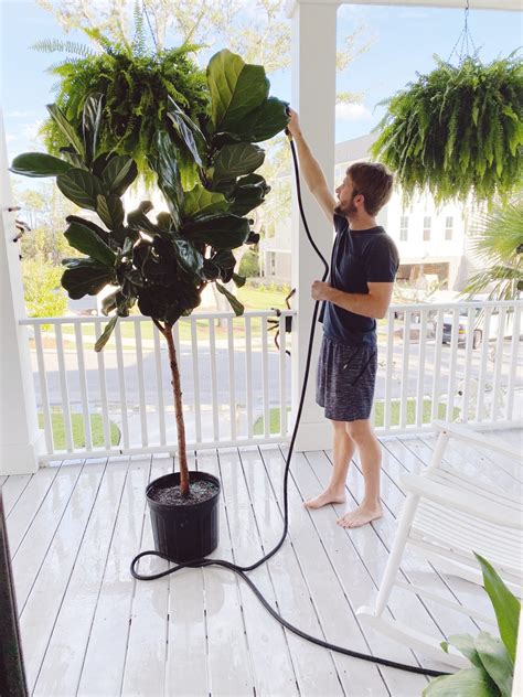 How We Care For Our Fiddle Leaf Figs Megan Stokes