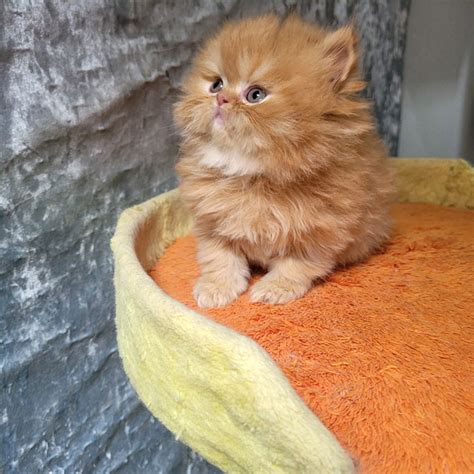 فروش بچه گربه بریتیش لانگ هیر گلد گربه گارفیلدی گربه اصیل بریتیش