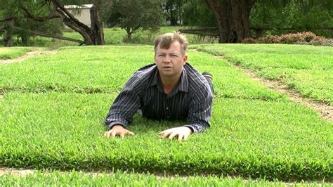 Australian Grass Types Identify Choose The Right One Guide By How To Identify Your Lawn Grass