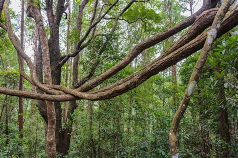 Tropical Forests Can Absorb Large Amounts Of Carbon Dioxide From The Atmosphere Through