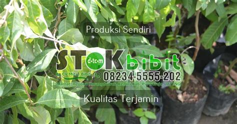 Kedondong Biji Kedondong Batuk Bibit Mangga Chokanan Trubus