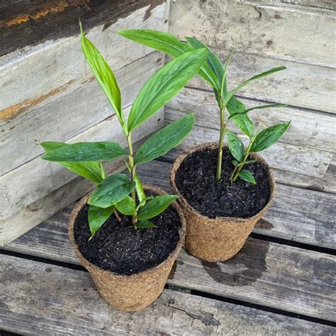Black Cardamom Amomum Subulatum Kalamunda Plant Company
