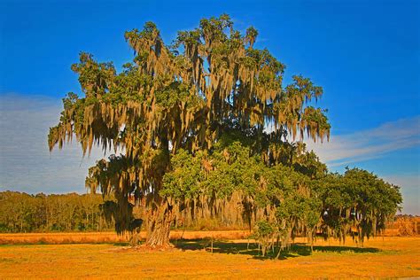 Louisiana Live Oak Tree Photograph By Ronald Olivier Pixels
