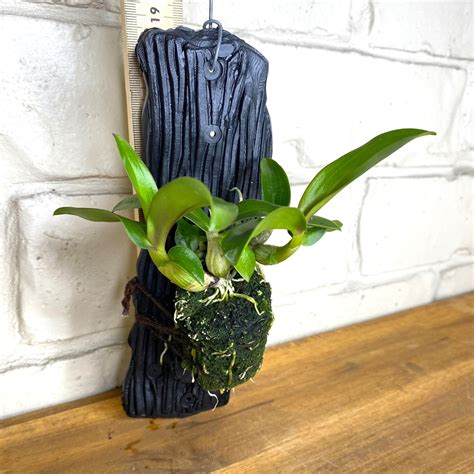 Dendrobium Hibiki The Tropic Gardener