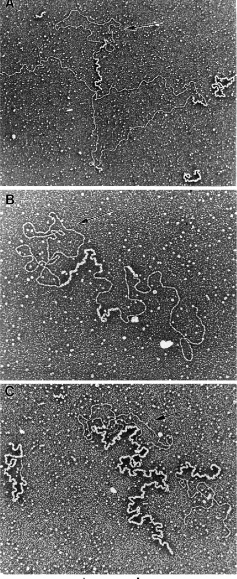 Figure 2 From Formation Of A Dna Loop At The Replication Fork Generated By Bacteriophage T7