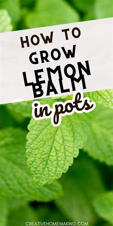 Growing Lemon Balm In Pots Creative Homemaking