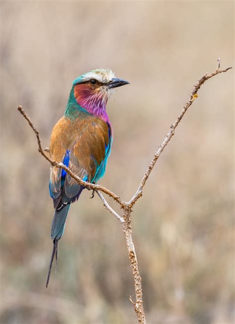 Rolling Through The Skies The Fascinating World Of Roller Birds