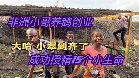 非洲小哥养鹅创业收获15颗授精鹅蛋如获至宝大哈小翠今天都来熟悉的面孔快齐了 YouTube