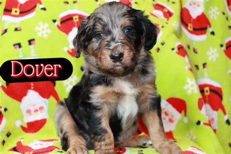 Jennas Australian Shepherds Aspen Sex Female Born 5 12 18 Markings Black Tri Eye Color N