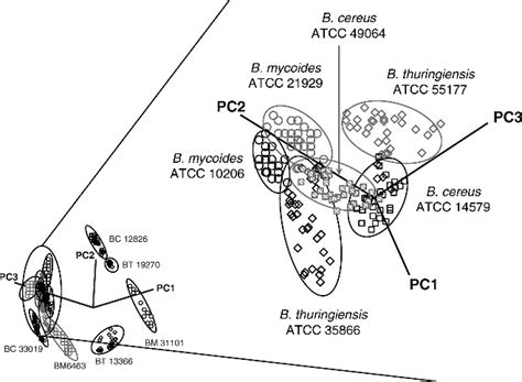 Soft Independent Modeling Class Analogy Simca Class Projections Of Download Scientific