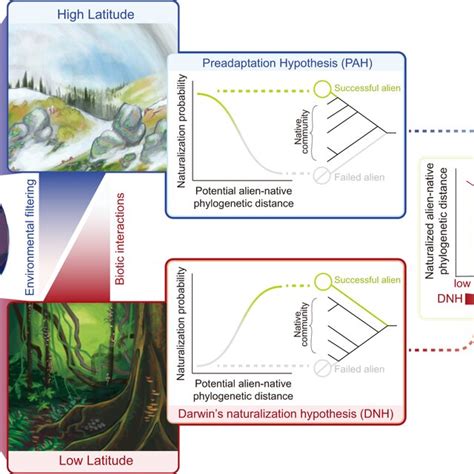 A Schematic Diagram Illustrating The Proposed Latitudinal Gradient In Download Scientific