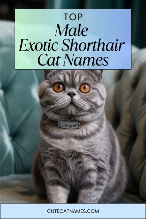 50 Adorable Exotic Shorthair Cat Names As Cute And Quirky As They Are