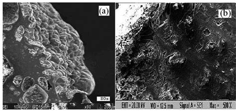 A SEM Image Showing Core Shell Morphology B SEM Image Of Transverse Download Scientific