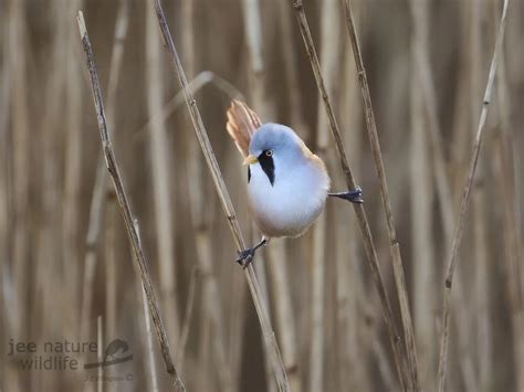Photographing The Bearded Tit The Ups And Downs Of The Quest For The