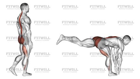 Bodyweight Single Leg Rdl Exercise Guide Video Techniques Benefits How To Muscles Worked