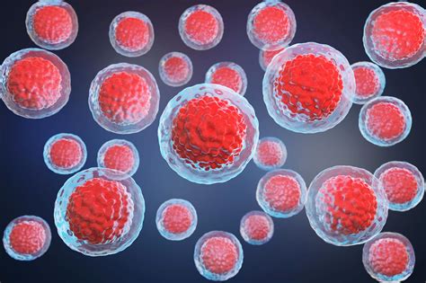 Stem Cells The Rockefeller University From Infection Dodging Stem