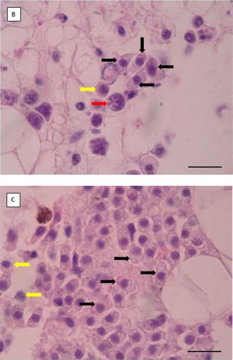Figure 1 3 From Molecular Detection Of The Apicomplexan Parasite X Apx In Bivalves In New