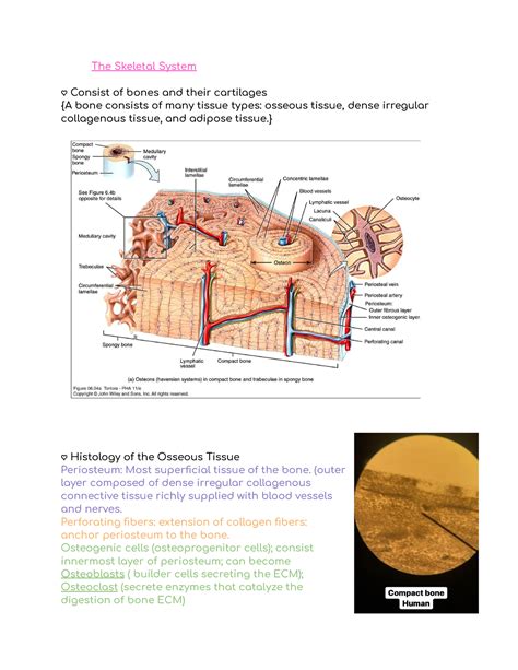 Lab Guide For The Skeletal System At Lola Epperson Blog