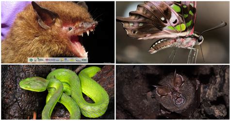 ការសិក្សាស្រាវជ្រាវស្តីពីជីវៈចម្រុះនៅឧទ្យានជាតិវីរៈជ័យ