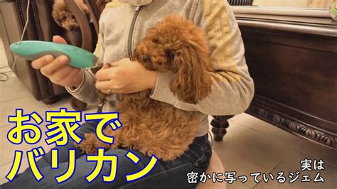 トリミングお家で手足と肉球をバリカントイプードル YouTube