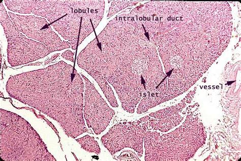 Histology Of Pancreas Labeled