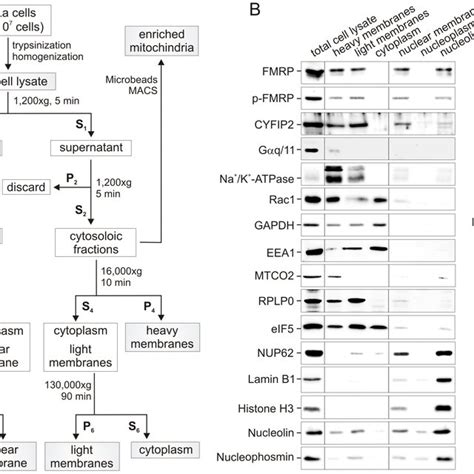 Fmrp Shows A Diverse Subcellular Distribution Pattern In Hela Cells As