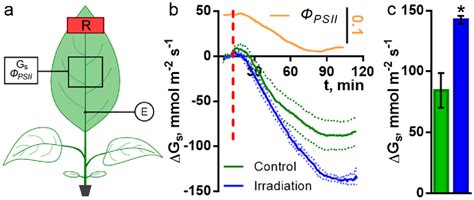 Influence Of Ir On The Of Vp Induced Stomatal Conductance Responses A