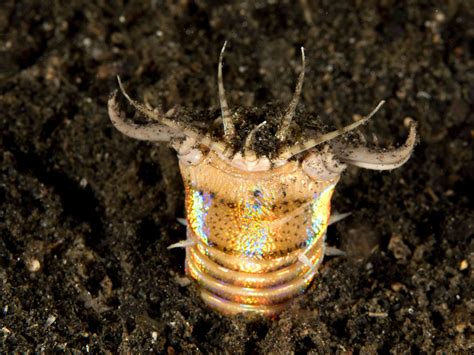 10 Frightening Facts About The Bobbit Worm