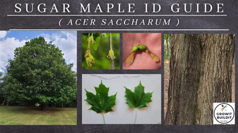How To Identify A Sugar Maple At Sarah Lewis Blog