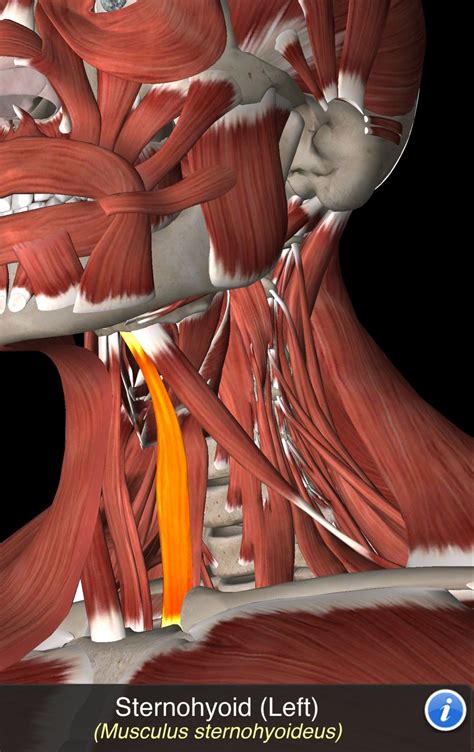 Sternohyoid Anatomia Muscolare Anatomia Corpo