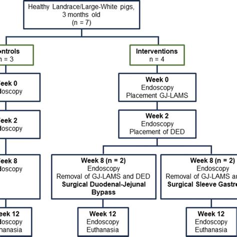 Metabolic And Bariatric Surgeries Mbs Algorithm In Patients With Bmis Download Scientific