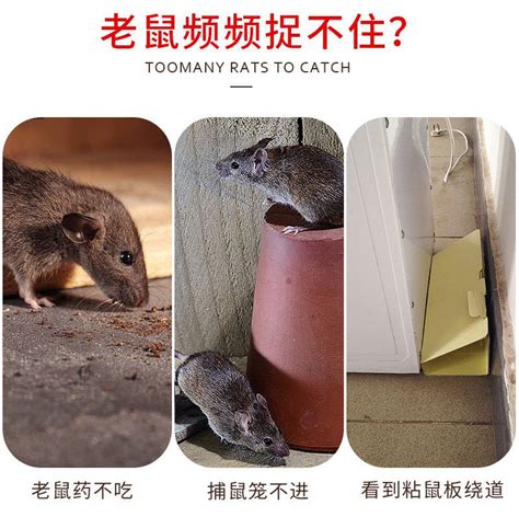 粘鼠毯超强力老鼠贴抓捉沾捕鼠器工具灭鼠家用室内捕鼠粘鼠板1 2 阿里巴巴