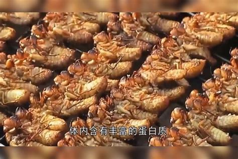 连续吃一个月煎炸金蝉身体会发生什么变化看完涨见识了