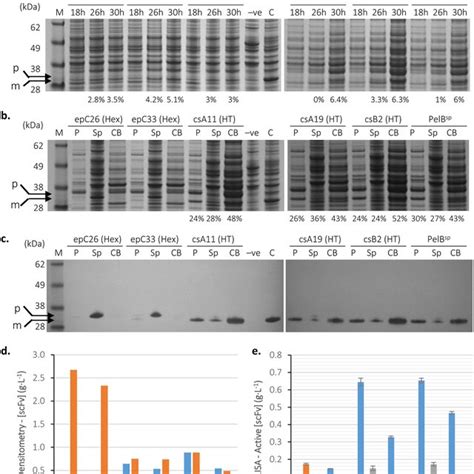 Fed Batch Fermentation For The Production Of Scfvβ Lactamase E Coli Download Scientific