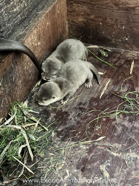 Asian Small Clawed Otters For Sale