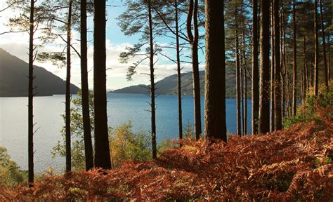 How Scottish Independence Has Benefited Forestry And Land Scotland At Least From An IT Perspective