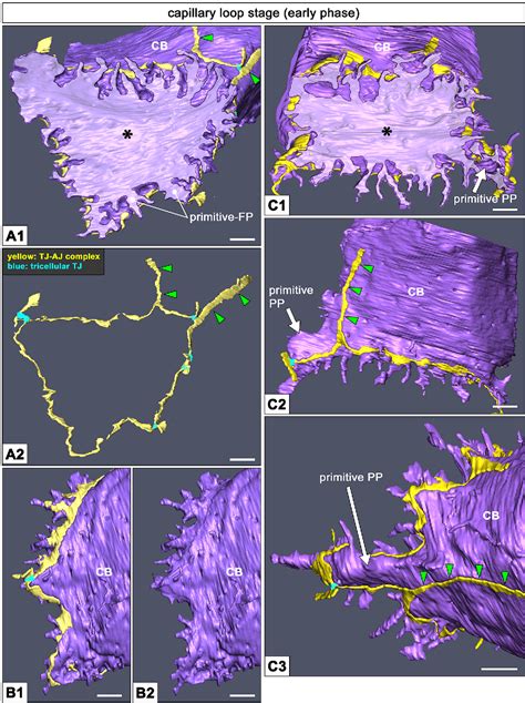 Figure 1 From Morphological Process Of Podocyte Development Revealed By