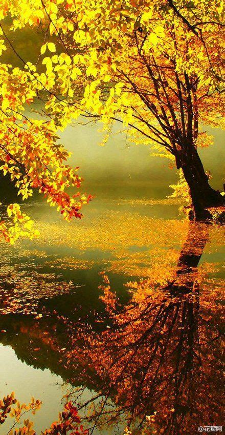 Reflection Of A Tree In Water