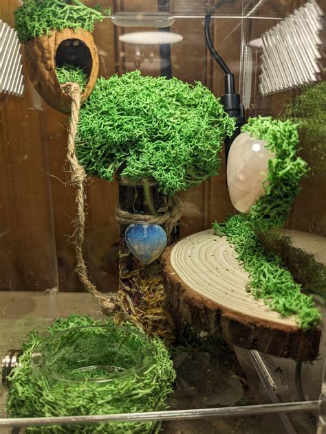 never in my 39 years r jumpingspiders