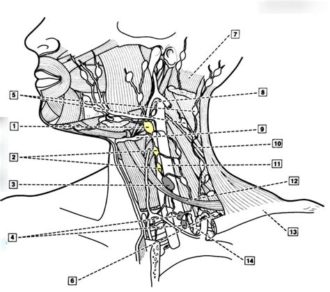Deep Cervical Lymph Nodes And Associated Cervical Lymph Nodes Diagram Quizlet