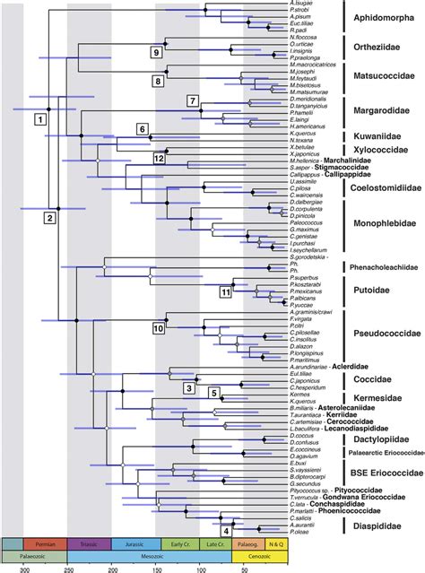 Divergence Time Estimates Based On A Node Calibrated Analysis Download Scientific Diagram