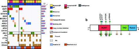 spectrum of runx1 mutations in bp cml patients a landscape of somatic