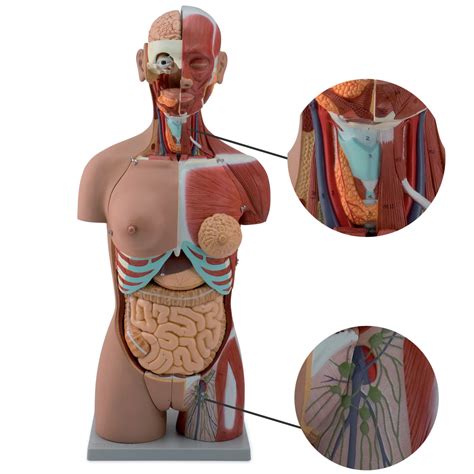 Evotech Scientific Dual Sex Deluxe Muscular Torso Model Open Back 85