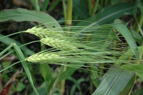 Ячмень обыкновенный (Hordeum vulgare L.) - лекарственное, съедобное ...
