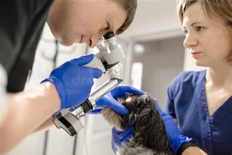 A Veterinary Ophthalmologist Makes A Medical Procedure Examines The