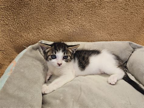 코리안숏헤어 뚜비 엑조틱크기 터키시앙고라크기 페르시안크기 하이랜드폴드크기 애완견크기 반려견크기 소형견무료입양사이트 중형견무료입양